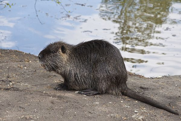 Na Podlasiu znaleźli sposób na bobry - Ochrona środowiska