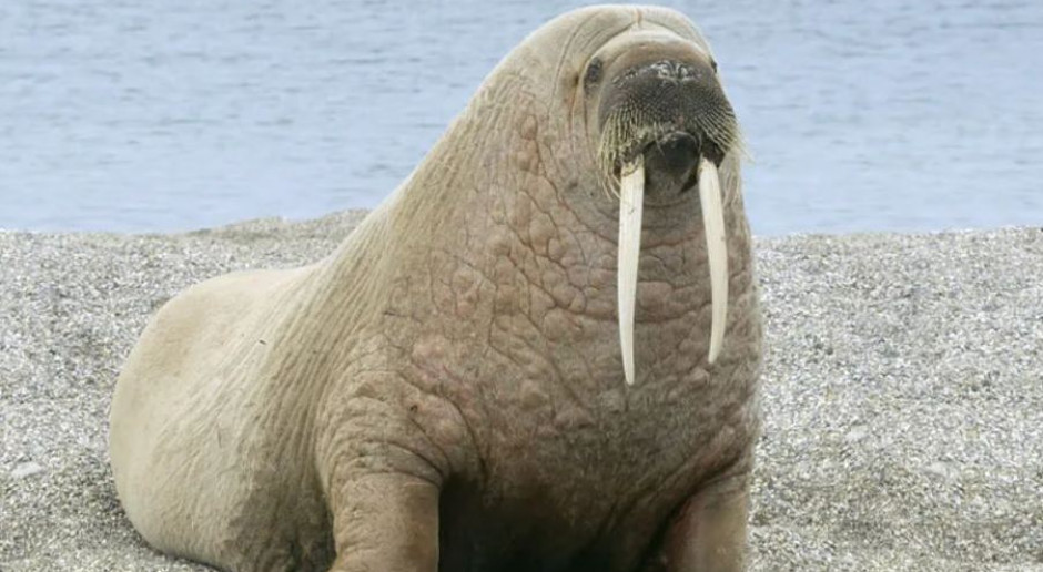 Mors na polskim wybrzeżu. Po raz pierwszy w historii