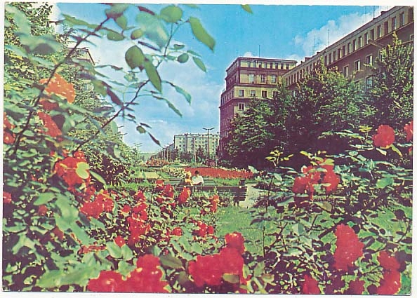 Róże znów zakwitną w Alei Róż. W Nowej Hucie rozpoczęto przebudowę ...