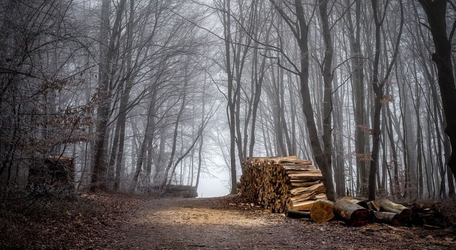 Zmiany w sposobie zarządzania lasami. Będzie więcej obszarów ochronnych